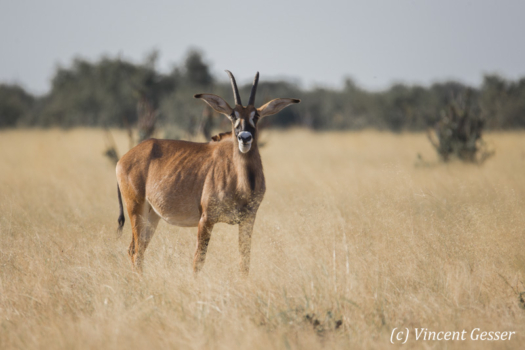 Antilope rouanne 001 _DX_1176 - Gesser Images and Photography