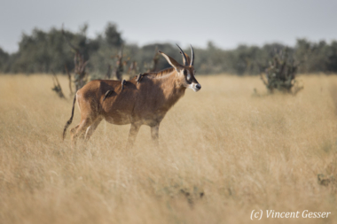 Antilope rouanne 002 _DX_1188 - Gesser Images and Photography
