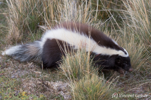 Mouffette 002 _X216563 - Gesser Images and Photography